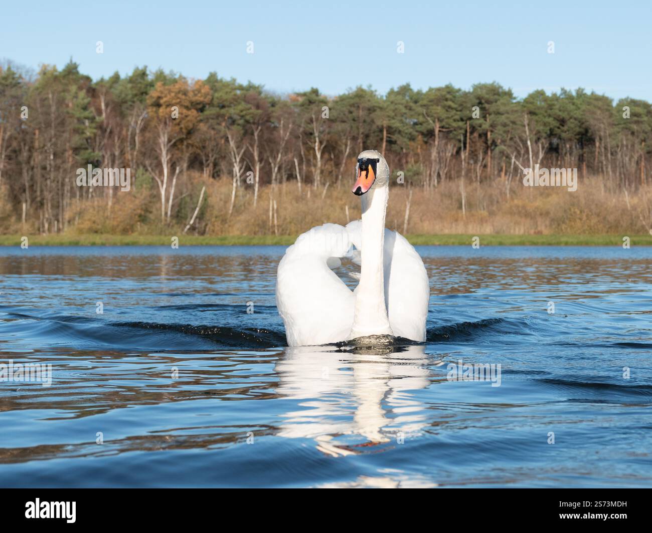 Swan front view hi-res stock photography and images - Alamy