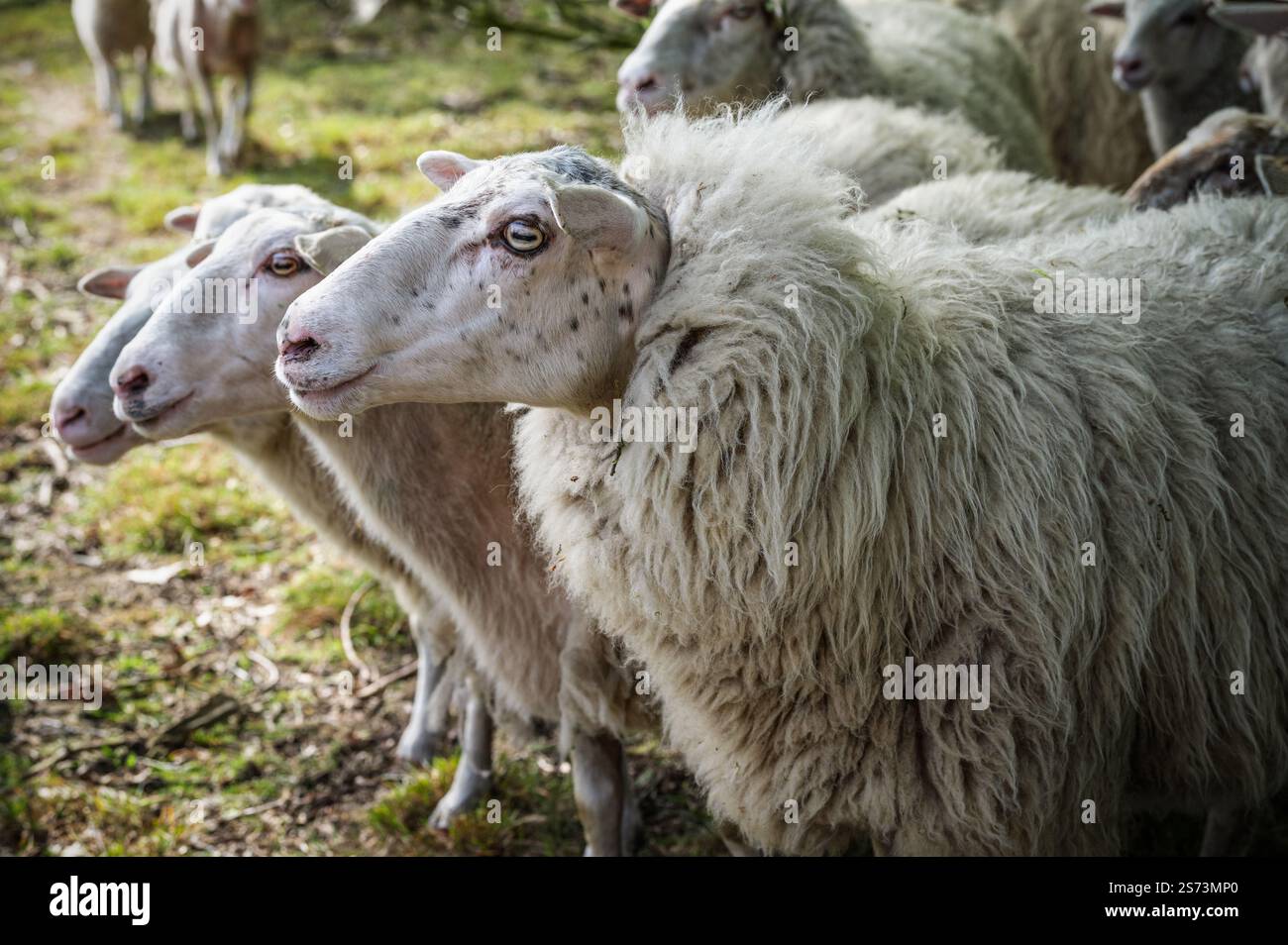 Sheep and lambs side by side Stock Photo - Alamy