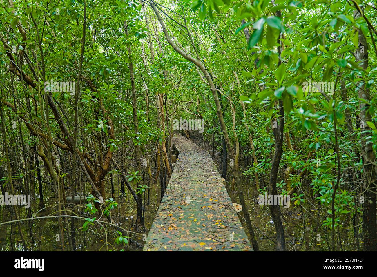 Mangrove Forest on the island of Koh Samui Stock Photo - Alamy