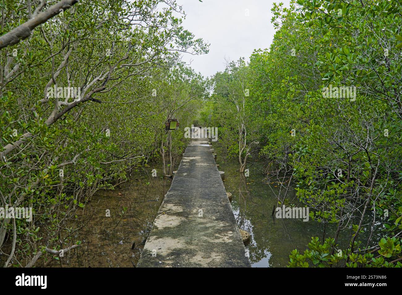 Mangrove Forest on the island of Koh Samui Stock Photo - Alamy