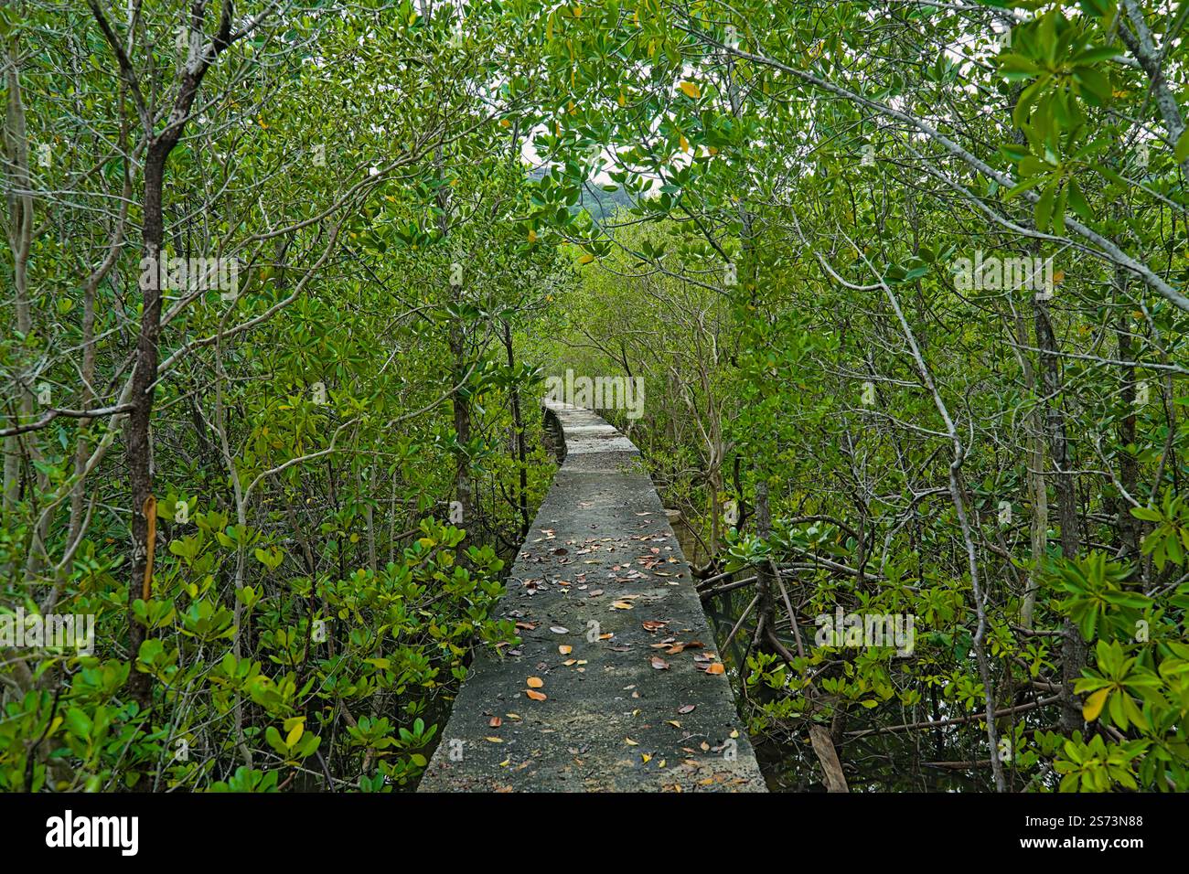 Mangrove Forest on the island of Koh Samui Stock Photo - Alamy
