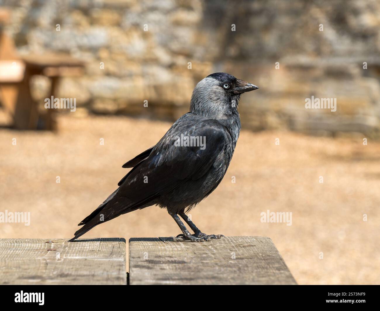 Closeup of one adult Eurasian Jackdaw (Coloeus monedula) with black and ...