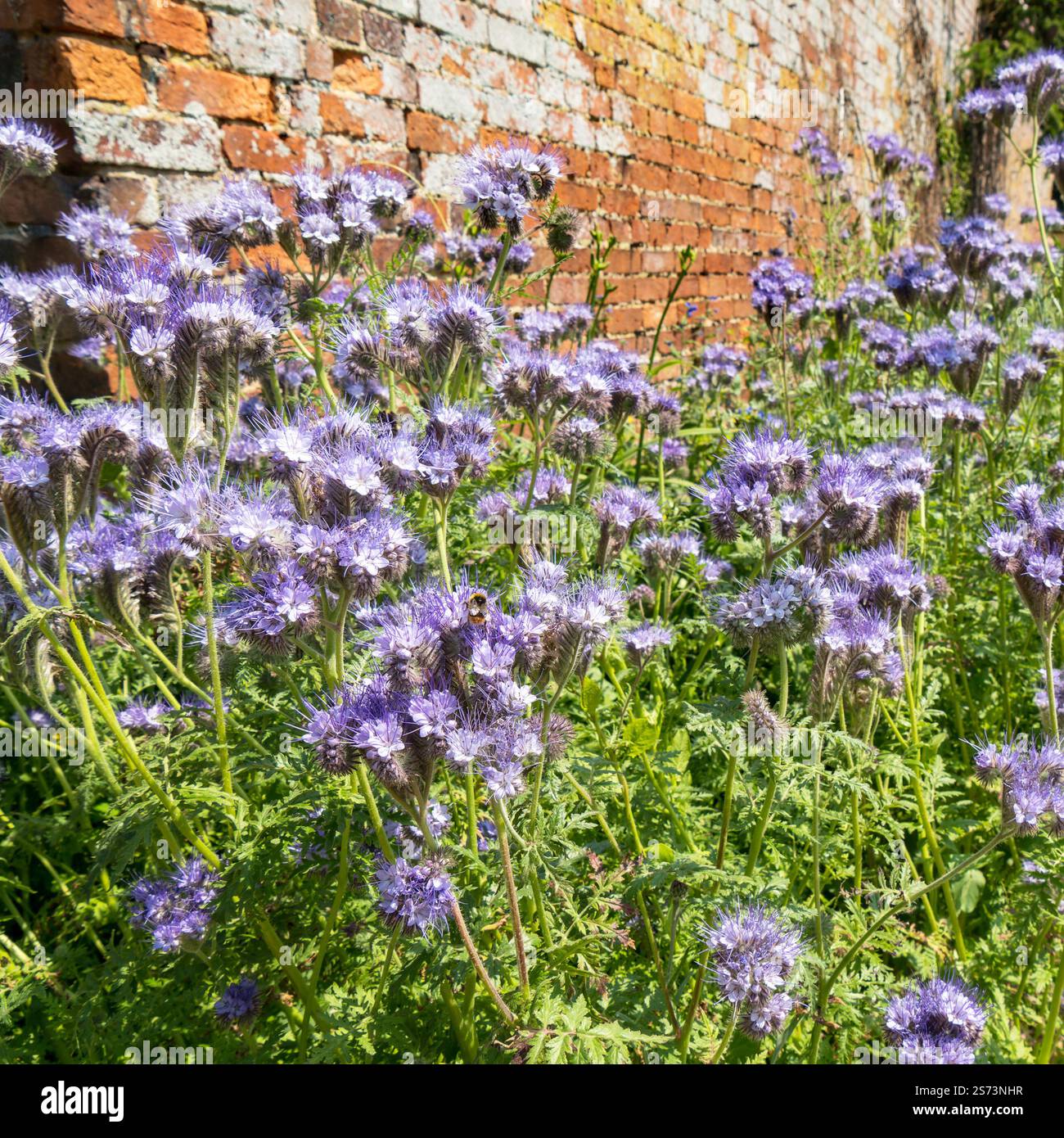 Sunlit Fiddleneck (Phacelia tanacetifolia) plant covered in soft blue ...