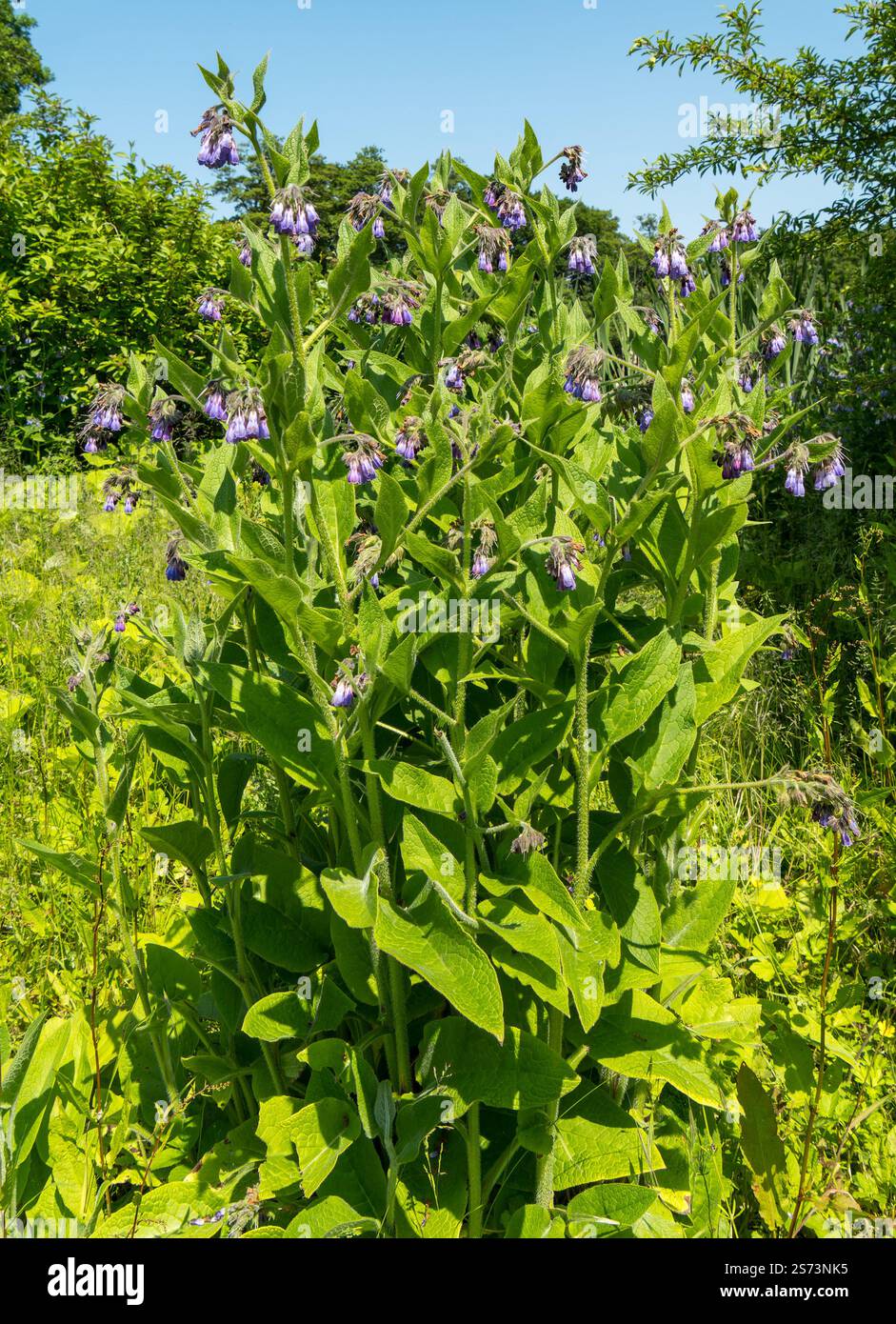 Sunlit Common Comfrey (Symphytum officinale) plant with purple flowers ...