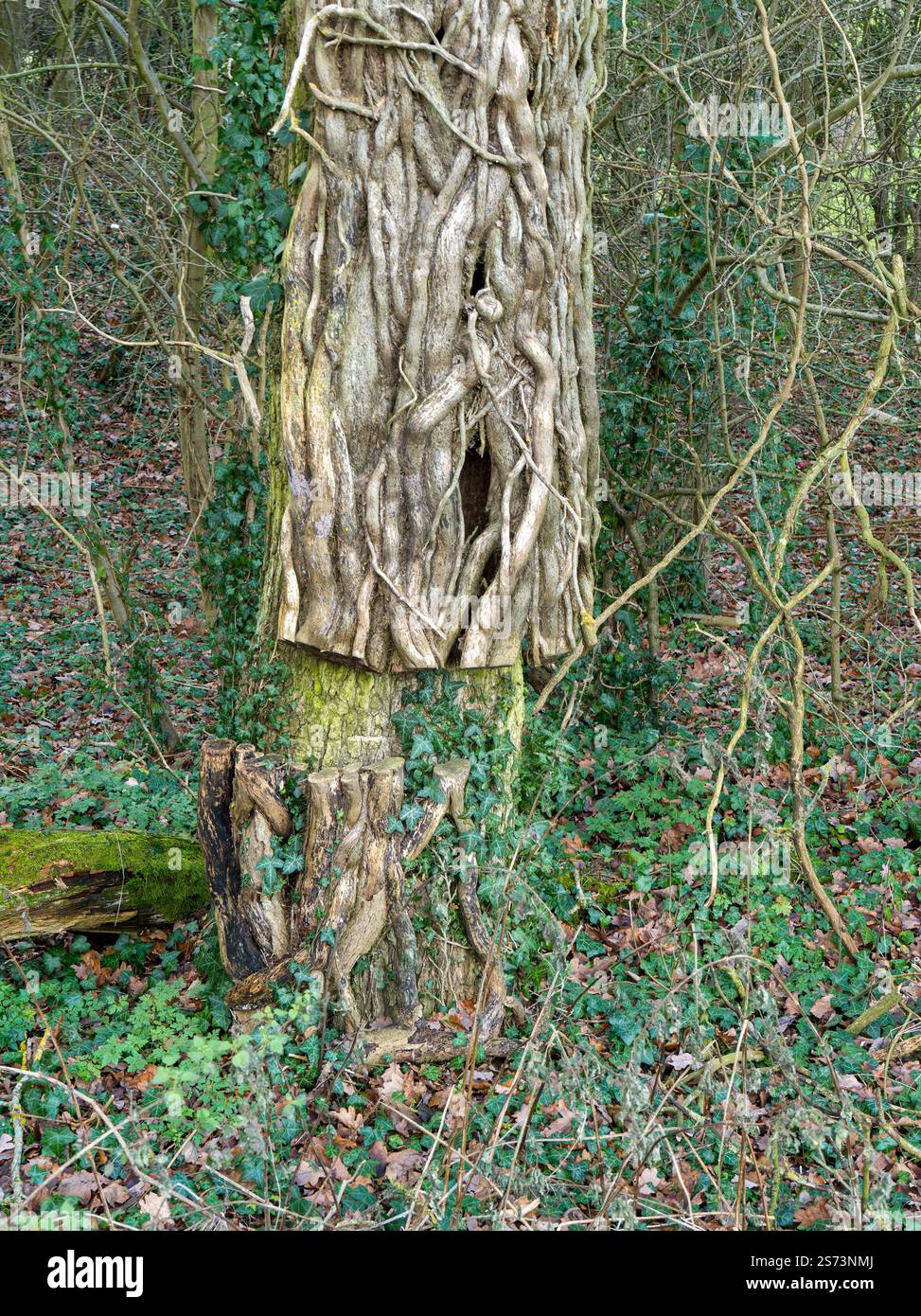 Tree trunk with covered in ivy stems which have been cut / severed to ...