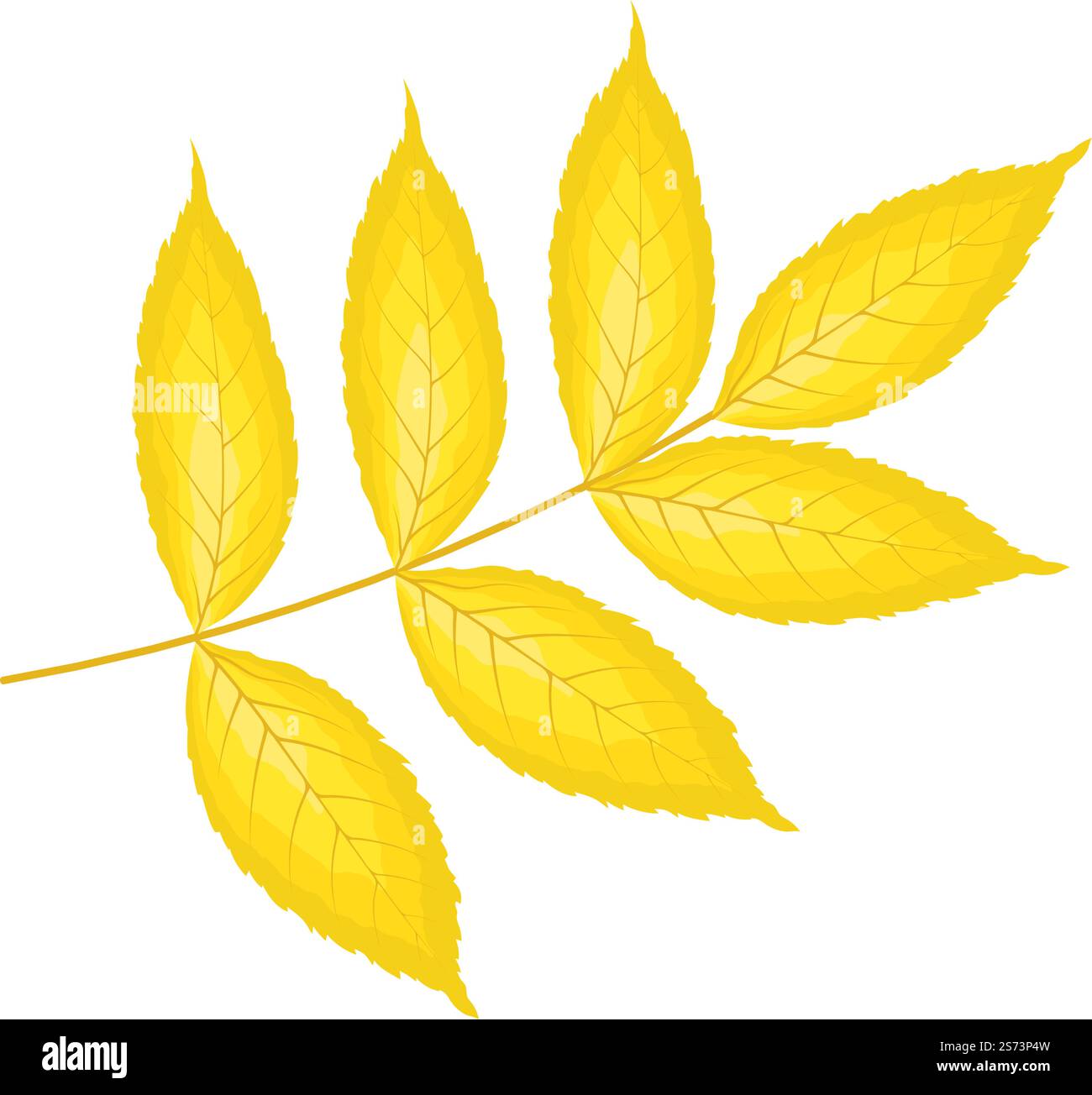 Autumn ash-tree leaf. Fall leaf. Vector illustration Stock Vector Image ...