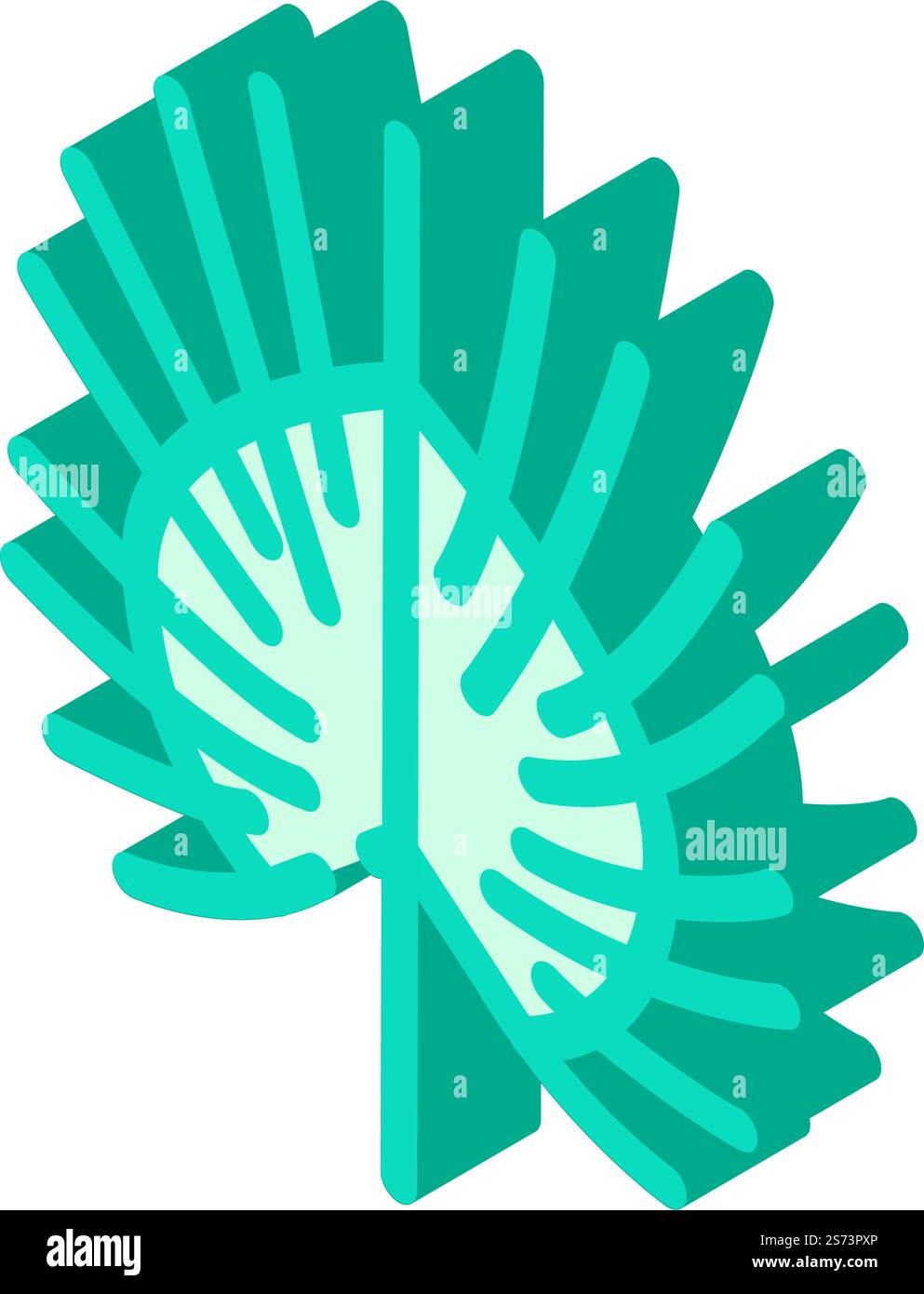 chinese fan palm isometric icon vector. chinese fan palm sign. isolated ...