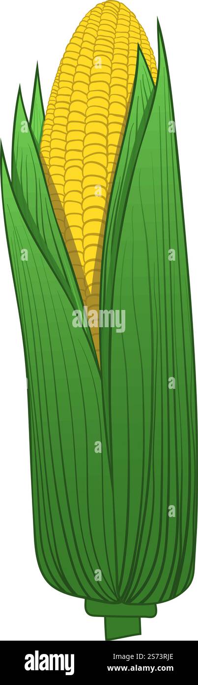 Corn cartoon isolated vector illustration on white background. Corn ...
