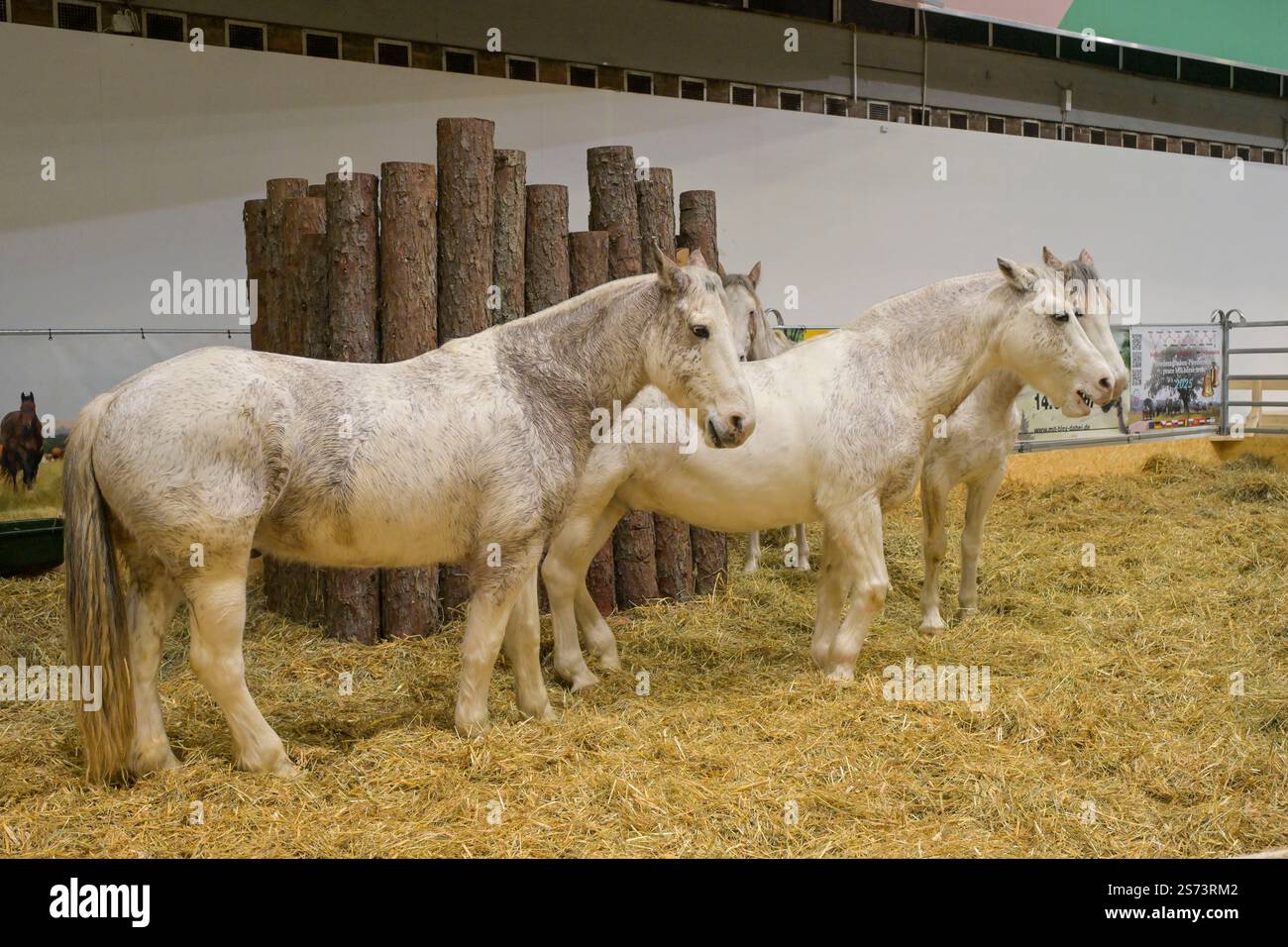 Freiberger Pferde, Tierhalle, Internationale Grüne Woche IGW 2025 ...