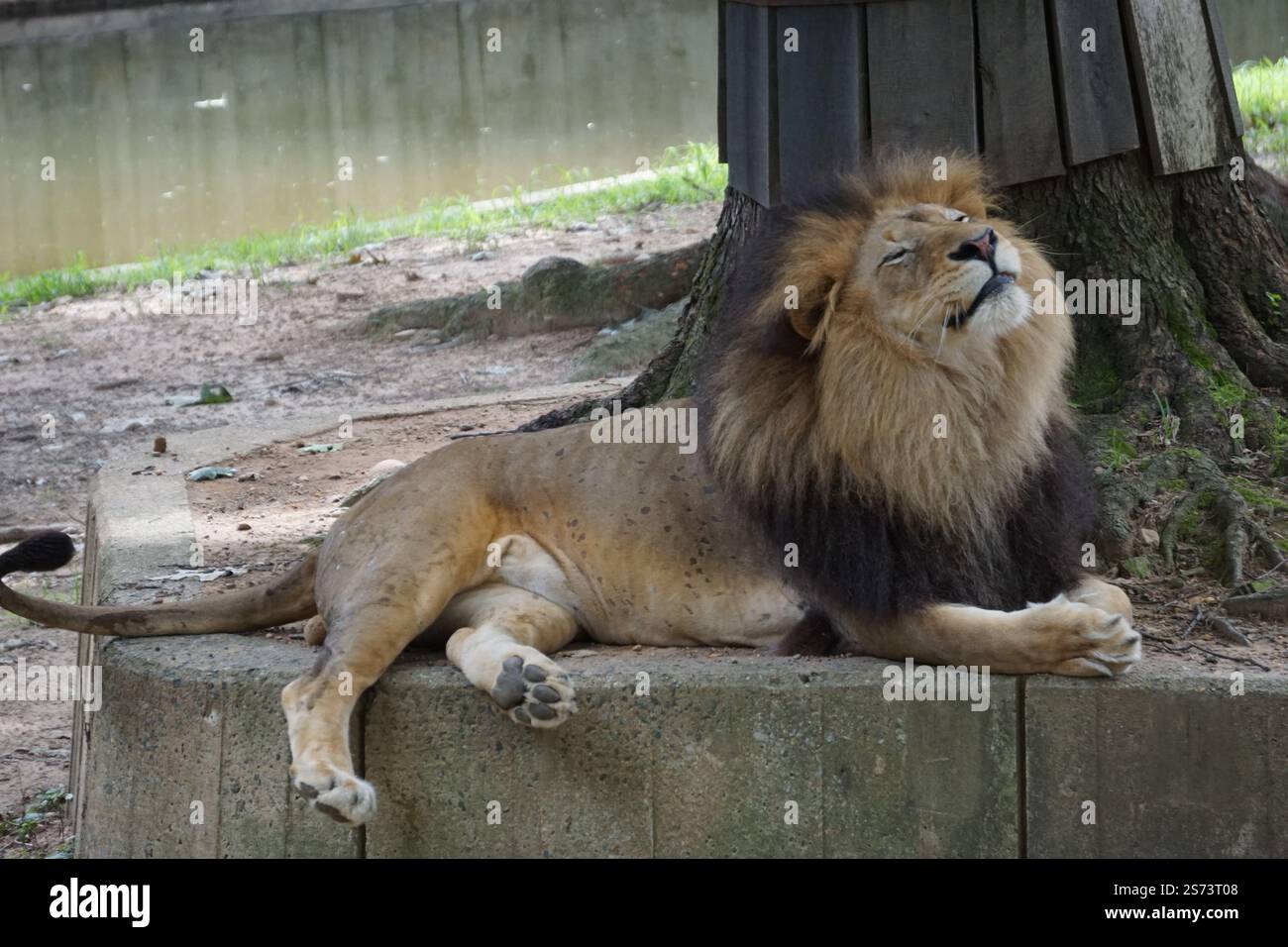 Safari wildlife photography: A majestic male African lion is lying ...