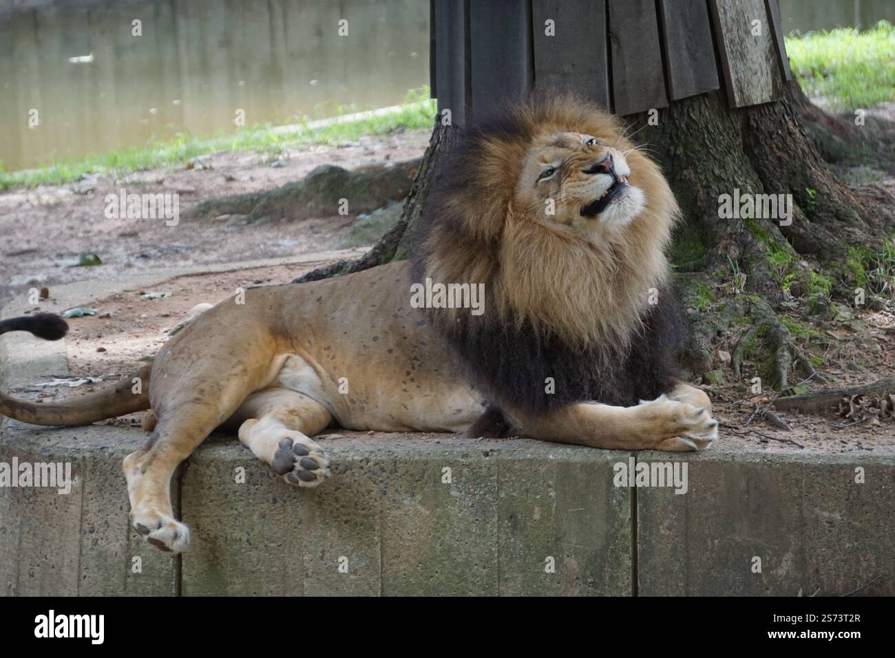 Wildlife safari photography: After hunting on the African steppe, a ...