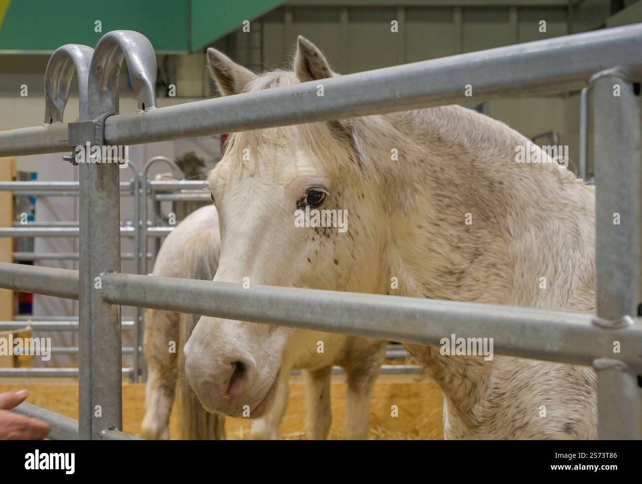 Freiberger Pferde, Tierhalle, Internationale Grüne Woche IGW 2025 ...