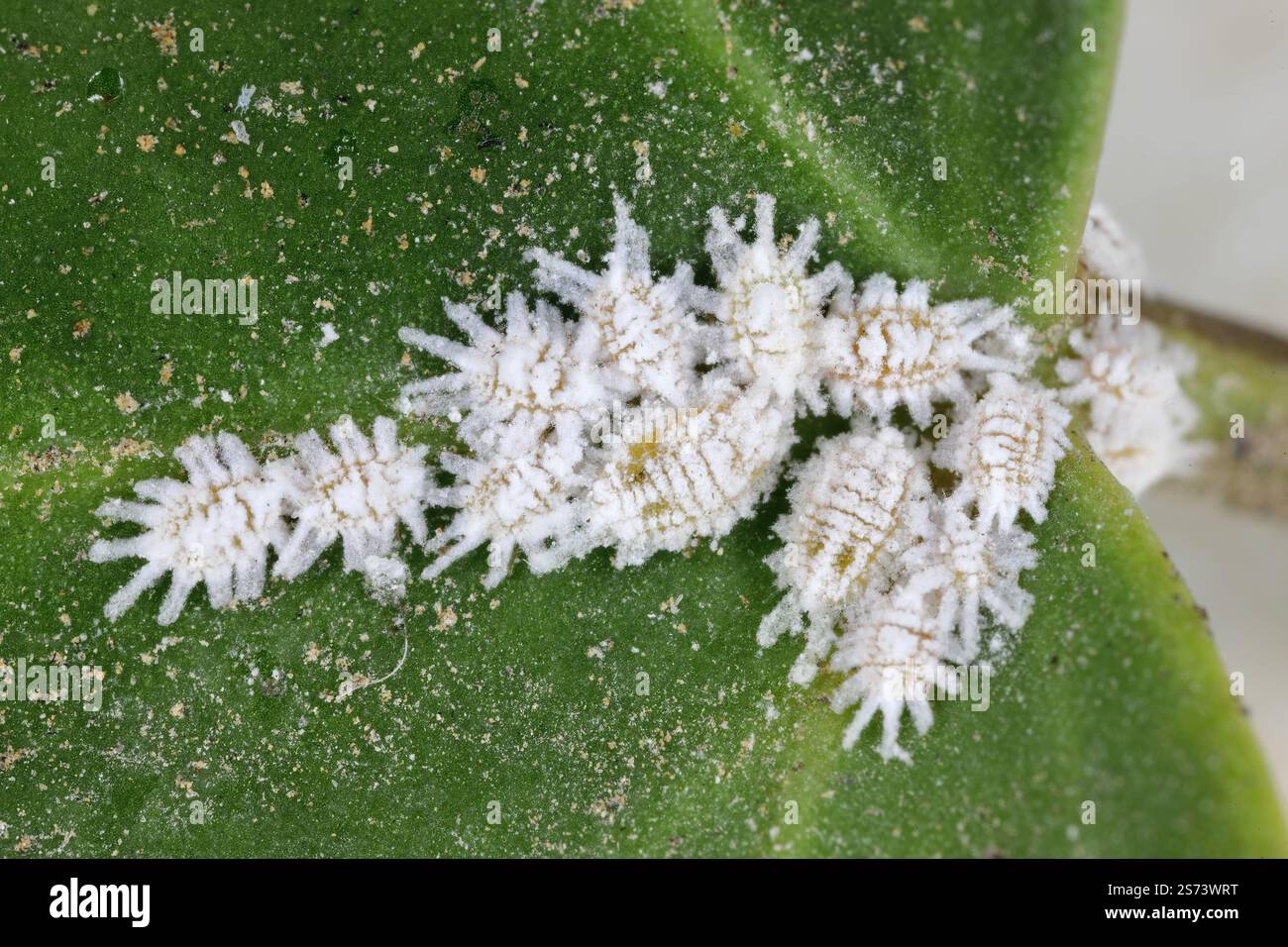 Spiked mealybug, coconut mealybug, Nipaecoccus nipae. A colony of ...
