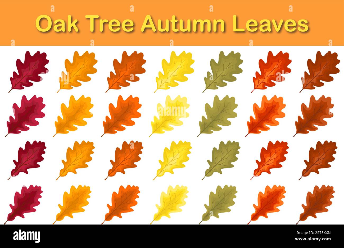 Autumn oak tree leaf set. Leaves fall set. Vector illustration Stock ...