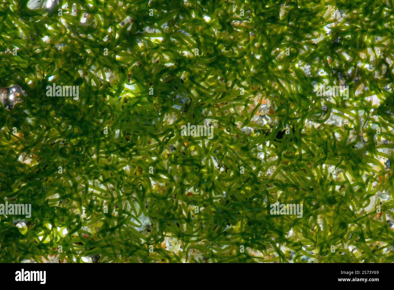 Close up of Mint Sauce Worms (Symsagittifera roscoffensis) on a sandy ...