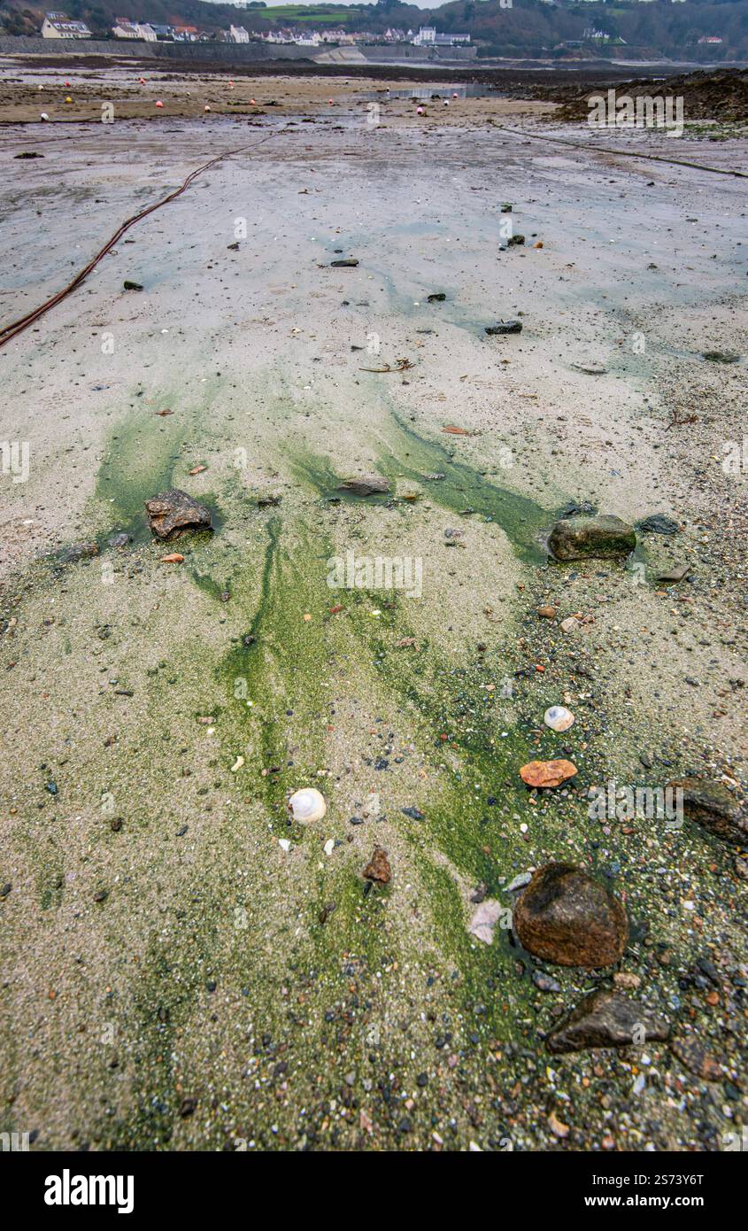 Tens of thousands of green Mint Sauce Worm (Symsagittifera roscoffensis ...