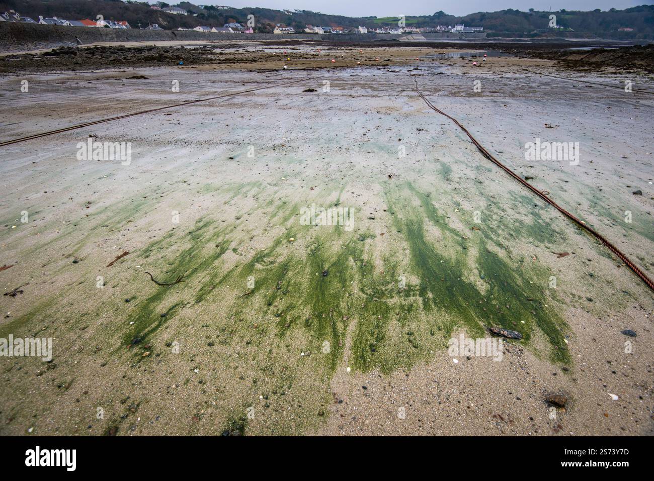 Tens of thousands of green Mint Sauce Worm (Symsagittifera roscoffensis ...