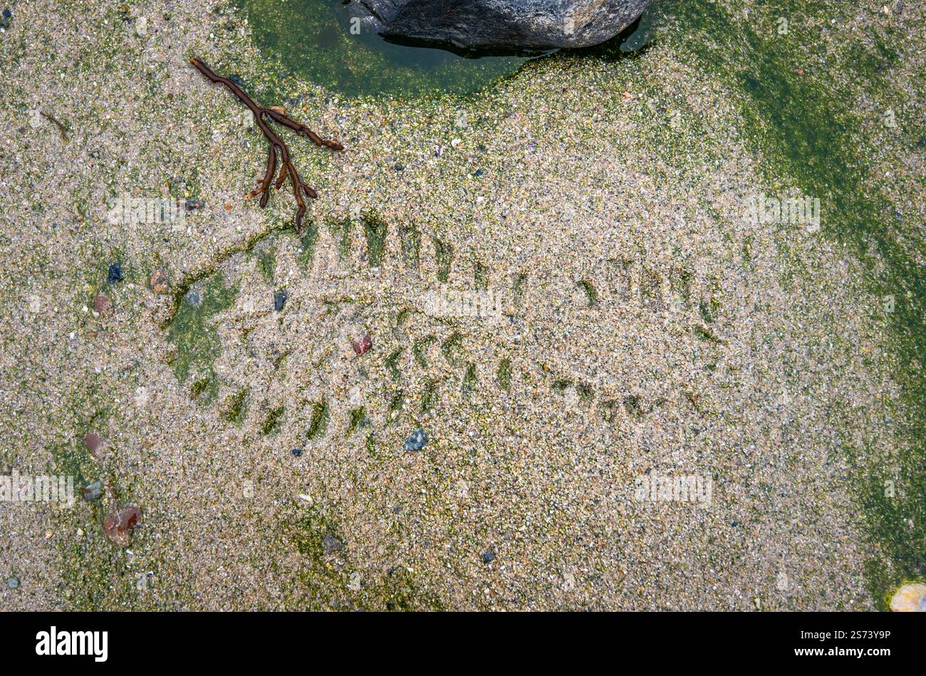 Footprint in sand with Mint Sauce Worm (Symsagittifera roscoffensis) in ...
