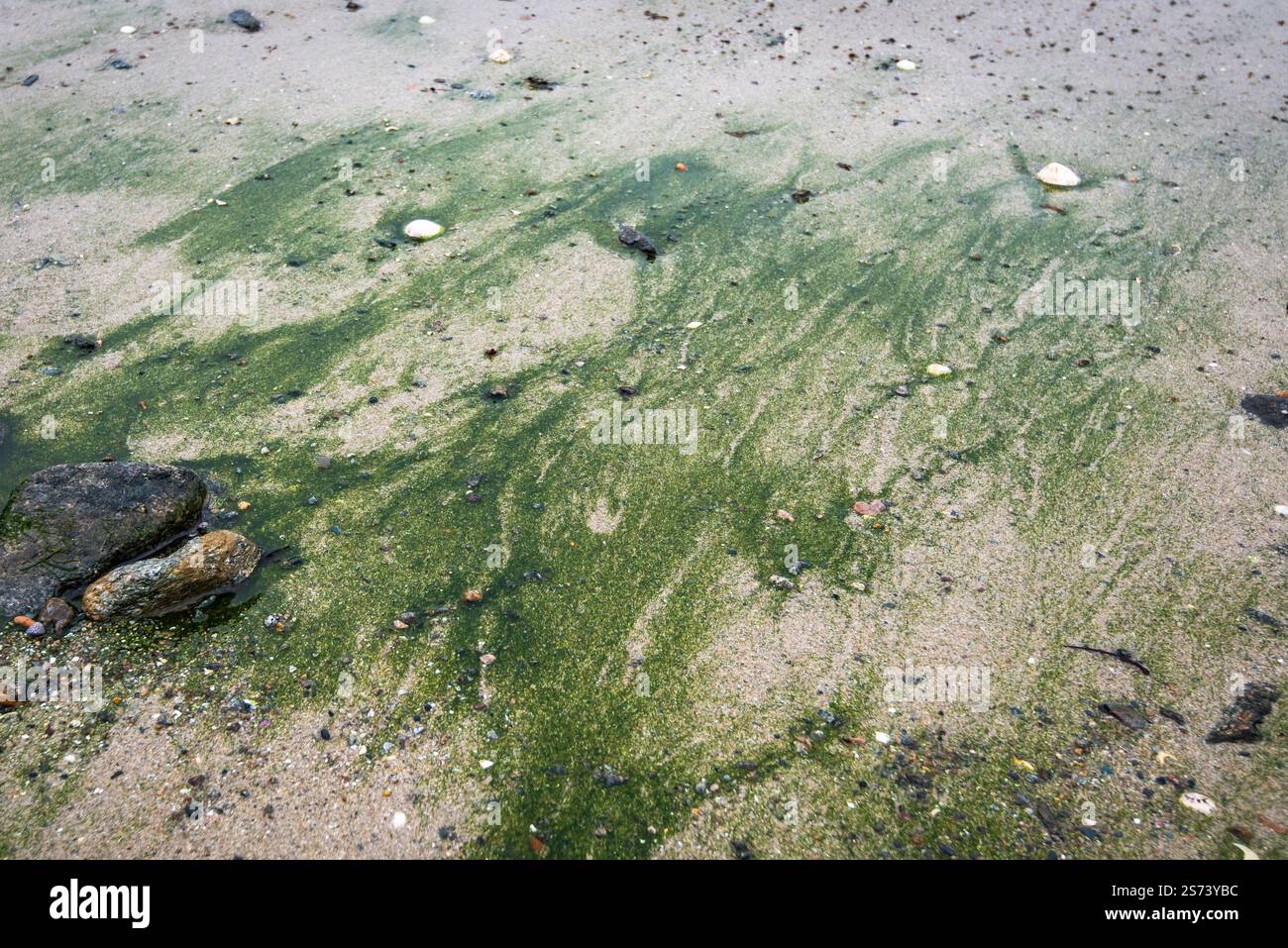Tens of thousands of green Mint Sauce Worm (Symsagittifera roscoffensis ...
