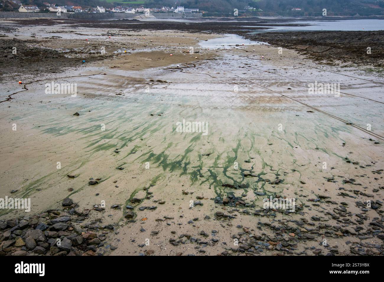Tens of thousands of green Mint Sauce Worm (Symsagittifera roscoffensis ...