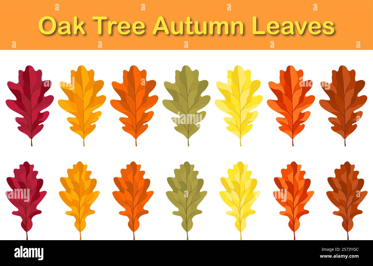 Autumn oak tree leaf set. Leaves fall set. Vector illustration Stock ...