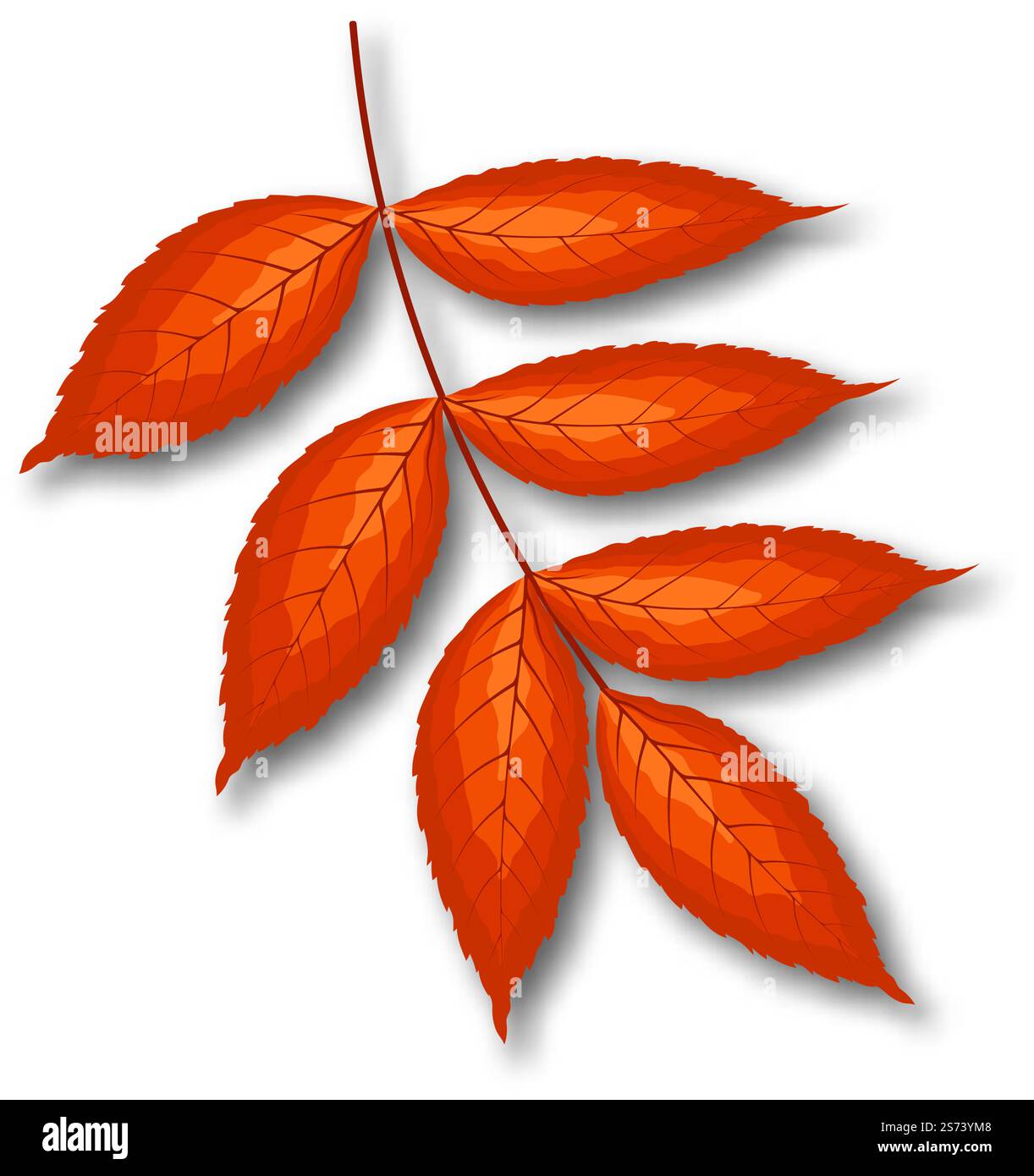 Autumn ash-tree leaf. Fall leaf with shadow. Vector illustration Stock ...