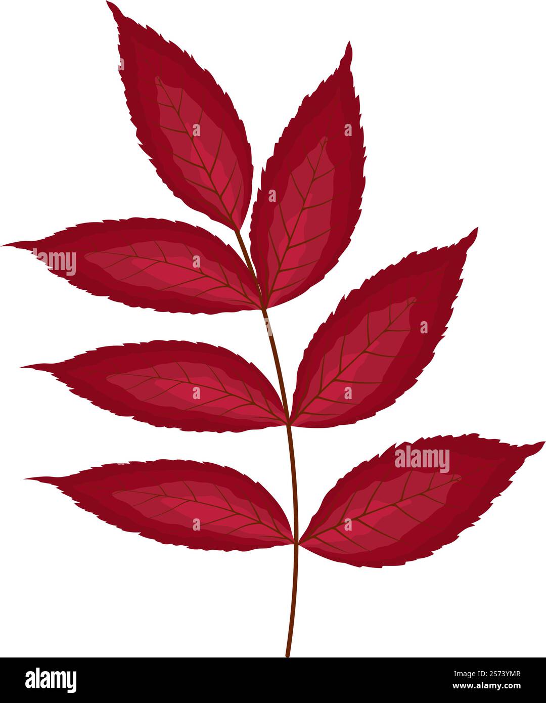 Autumn ash-tree leaf. Fall leaf. Vector illustration Stock Vector Image ...