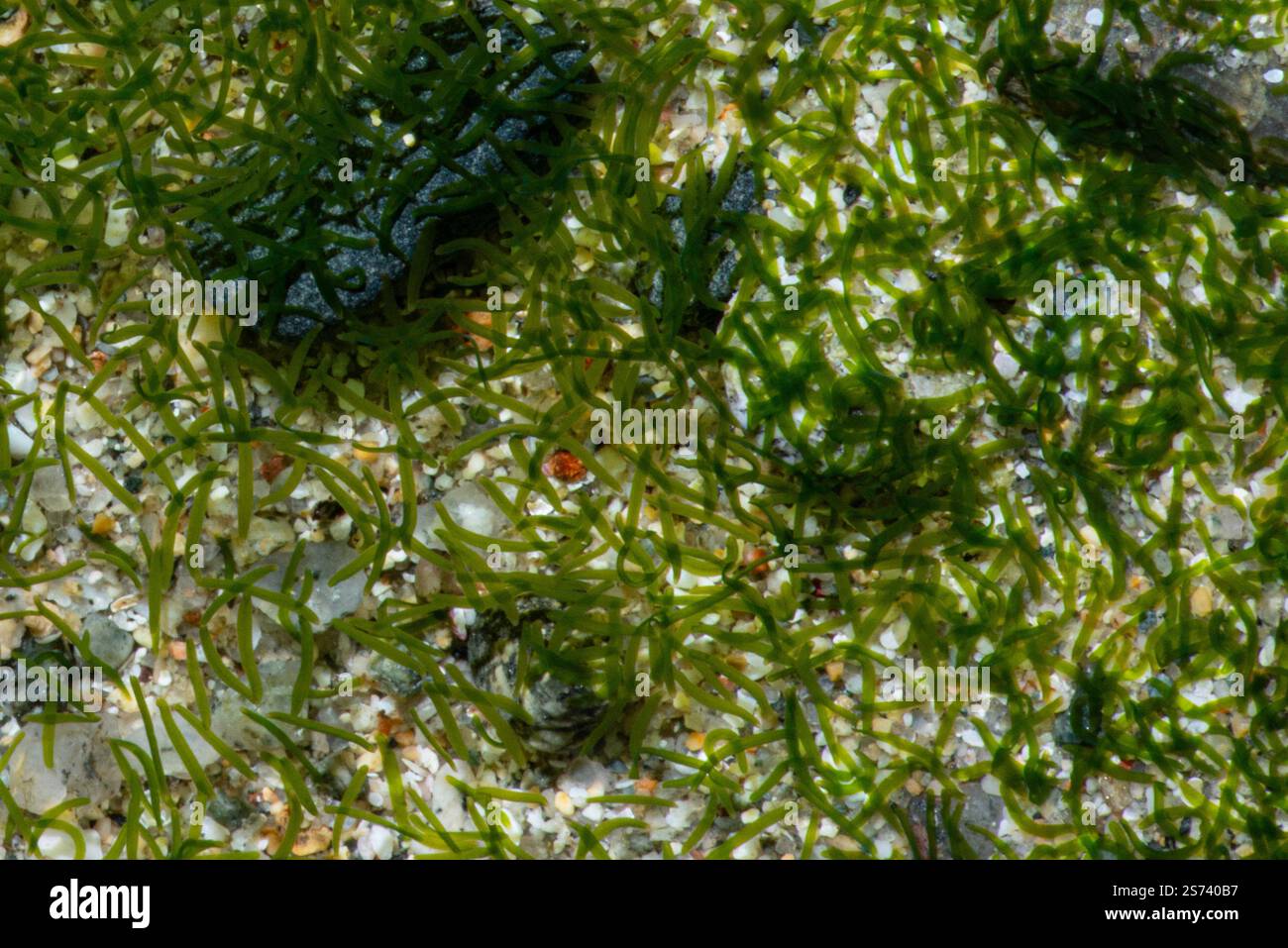 Close up of Mint Sauce Worms (Symsagittifera roscoffensis) on a sandy ...