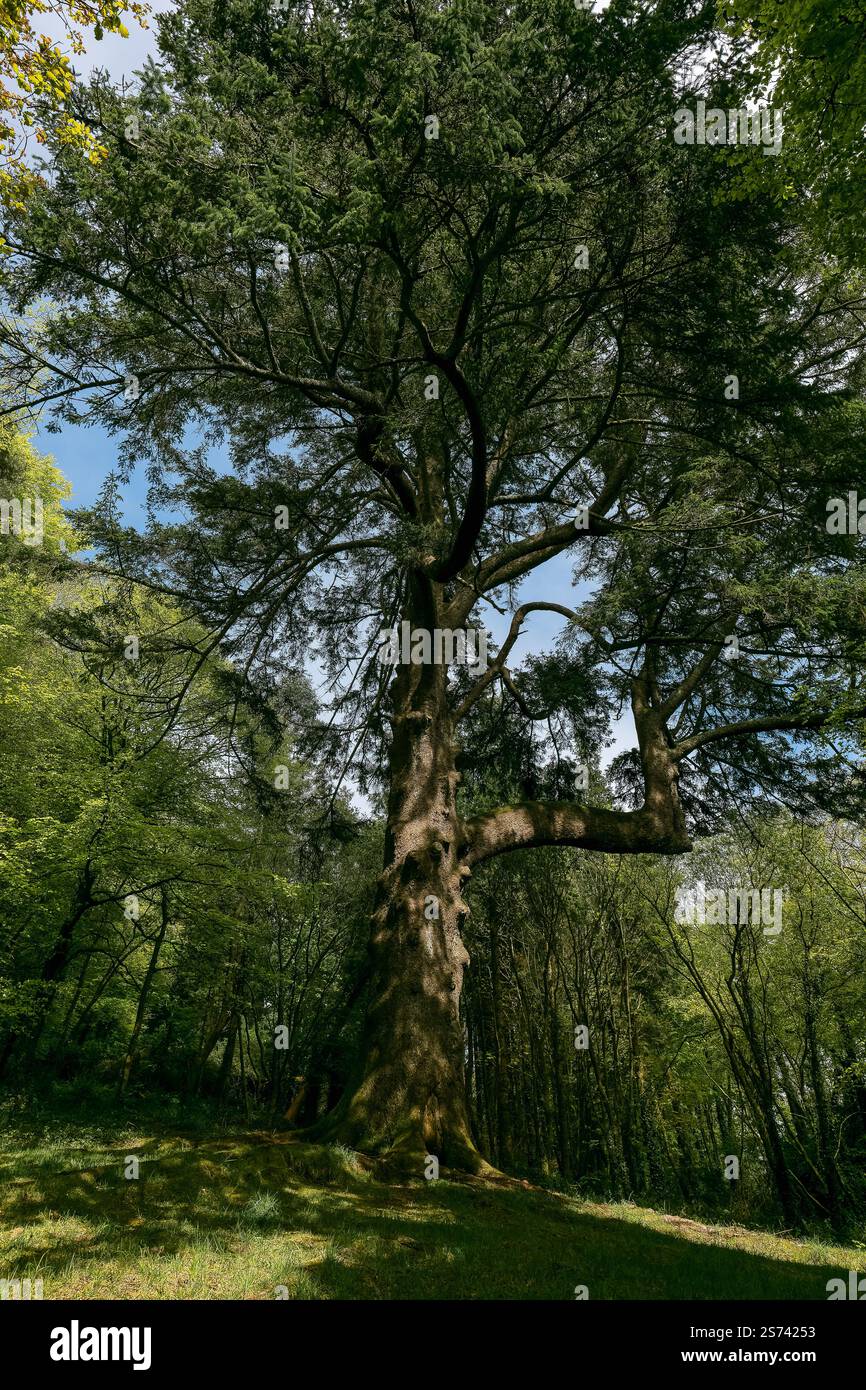 The image shows a large cedar tree in a forest. The tree is tall with ...