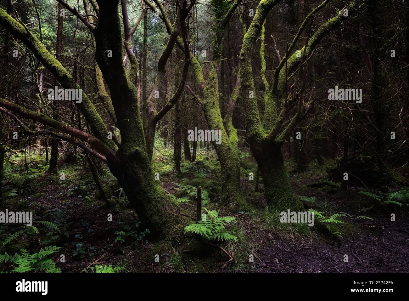 A view into a lush forest. Trees display extensive moss growth. Low ...