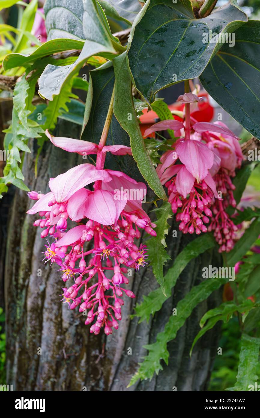 Beautiful blooming bright pink Medinilla magnifica, Philippine Orchid ...