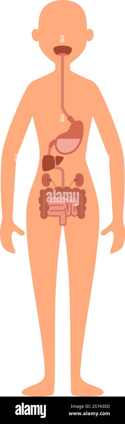 Digestive system illustration. Female body anatomy map isolated on ...
