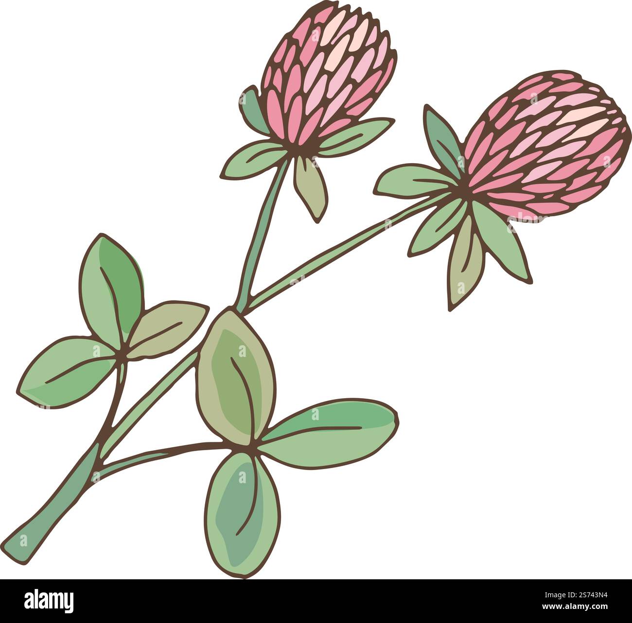 Clover herb. Trefoil flower with green leaves. Trifolium plant isolated ...