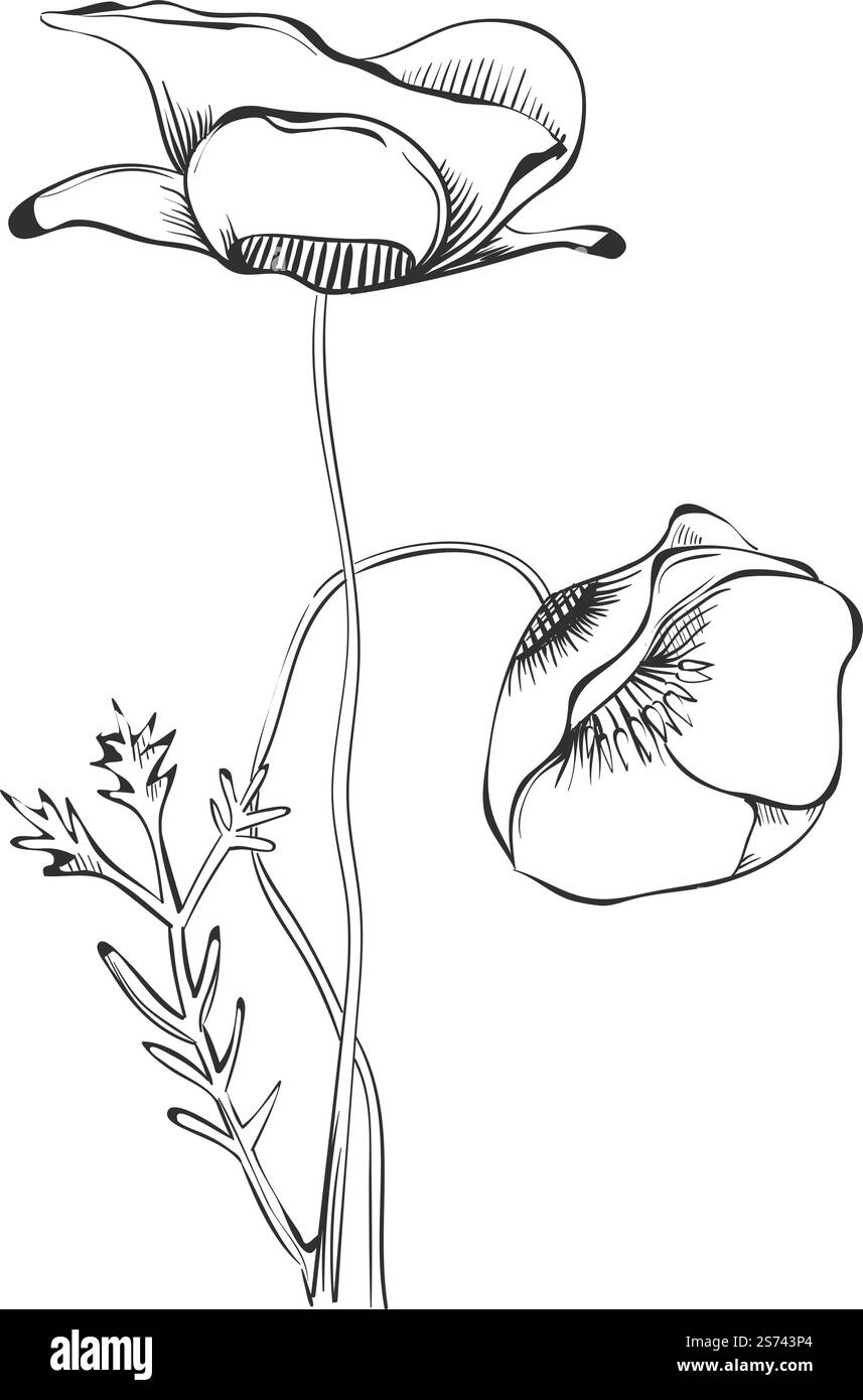 Poppy flower in retro style. Black line botanical illustration isolated ...