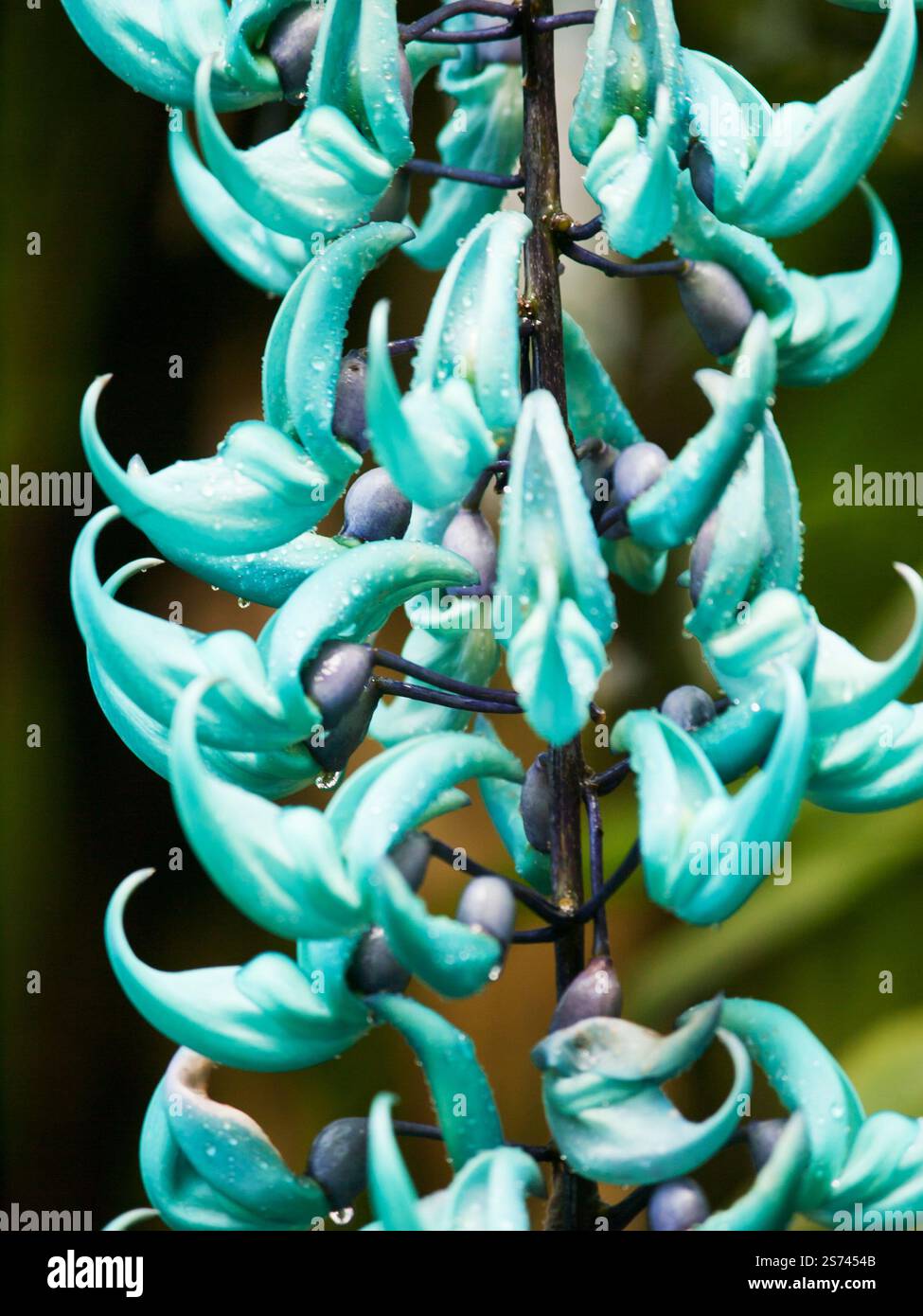 Flower of turquoise jade vine - Strongylodon macrobotrys Stock Photo ...