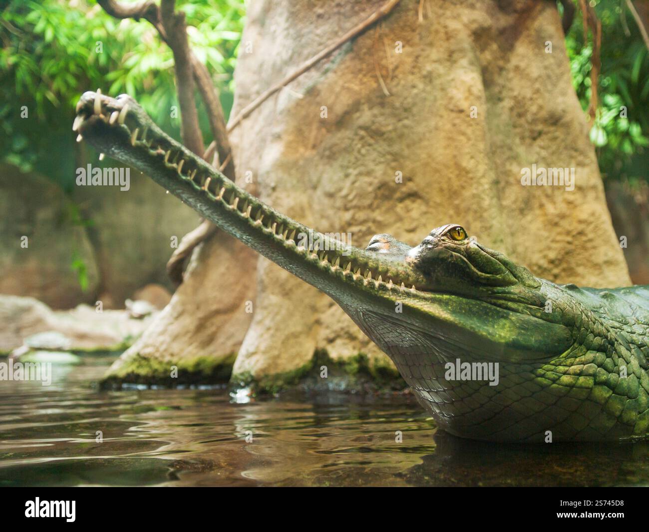 Gharial - Gavialis gangeticus - jaws with 110 teeth in thin snout ...