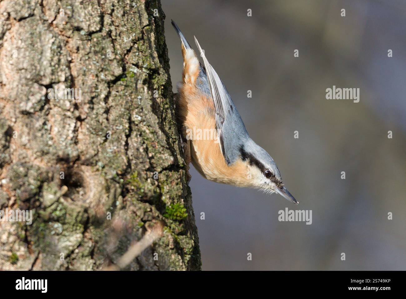 Common bird Sitta europaea aka Eurasian nuthatch is crawling on the ...