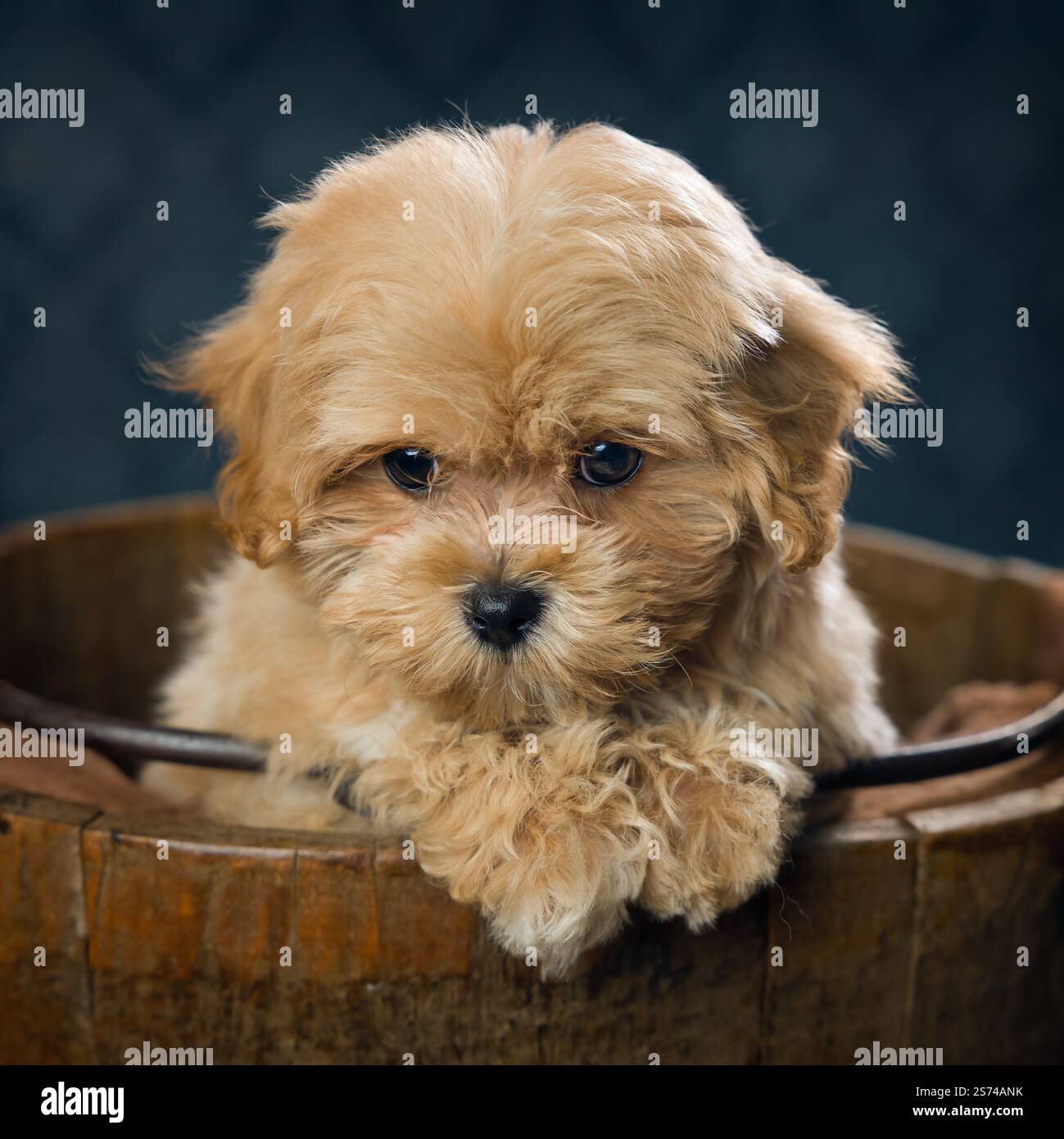 Adorable little 10 week old maltipoo puppy dog which is a mix breed of ...