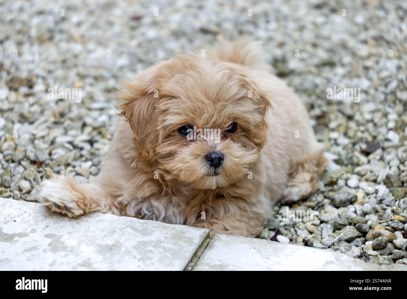 Adorable little 10 week old maltipoo puppy dog which is a mix breed of ...