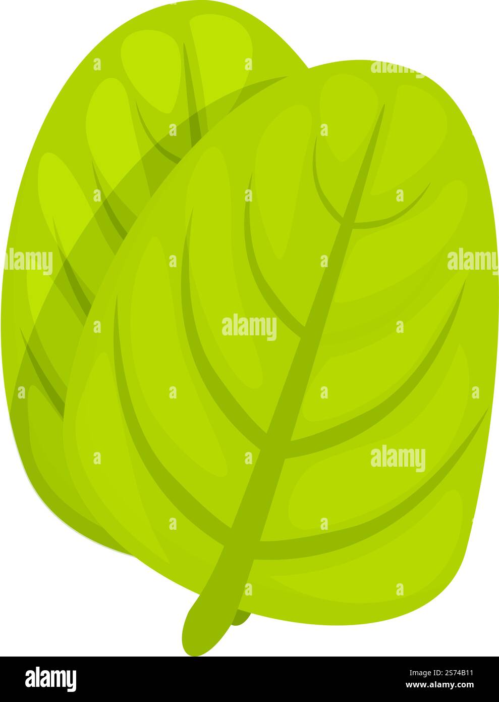 Salad leaf icon cartoon vector. Vegetable arugula. Green food. Salad ...