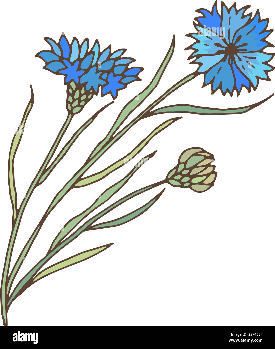 Blue meadow flower. Knapweed plant. Centaurea herb isolated on white ...