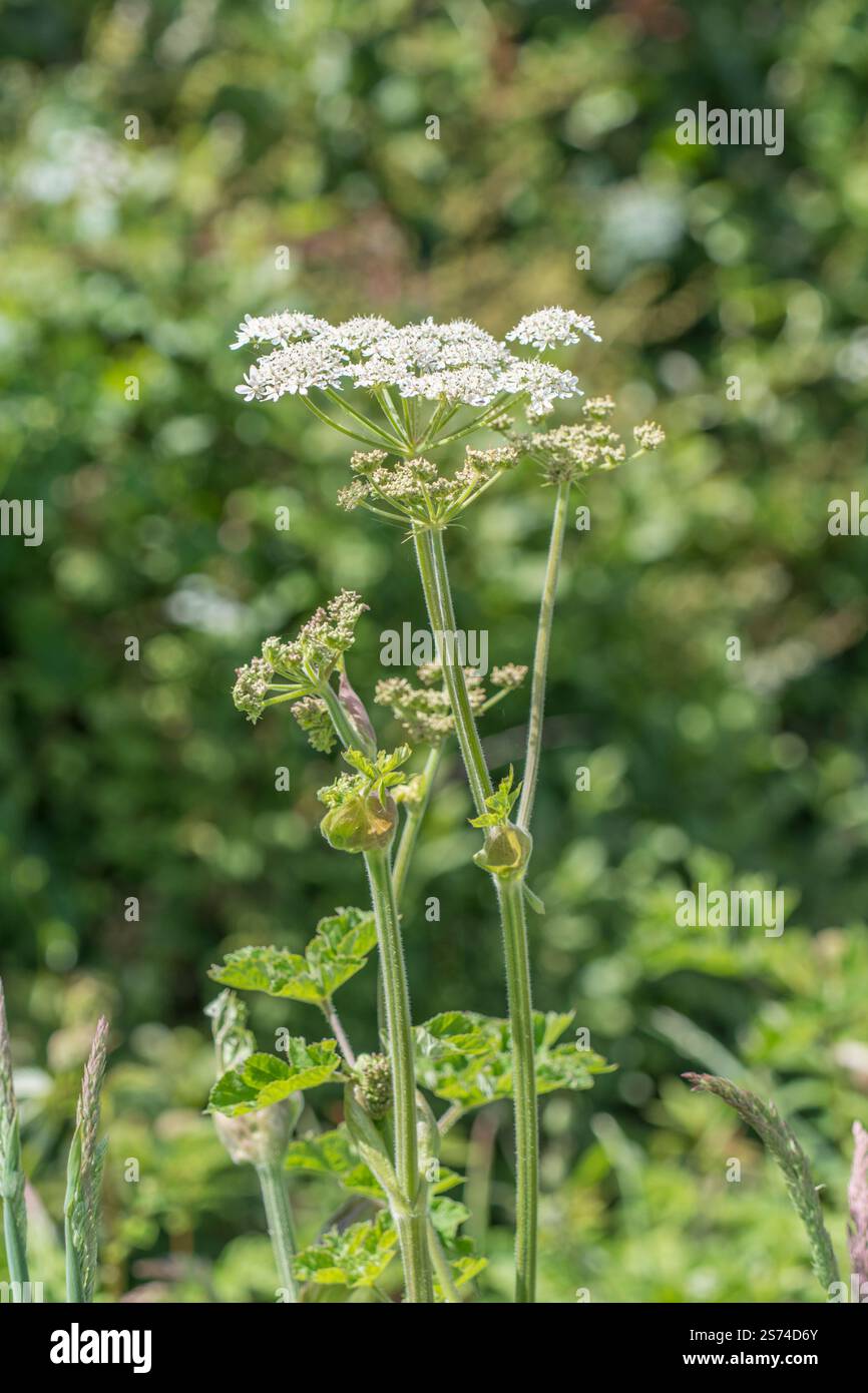 Flowering heads of Umbellifer known as Hogweed / Cow Parsnip ...