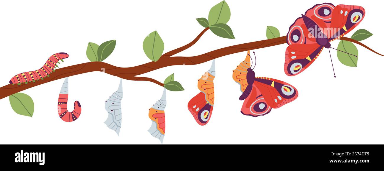 Butterfly born. Pupa insect development, caterpillar change to ...