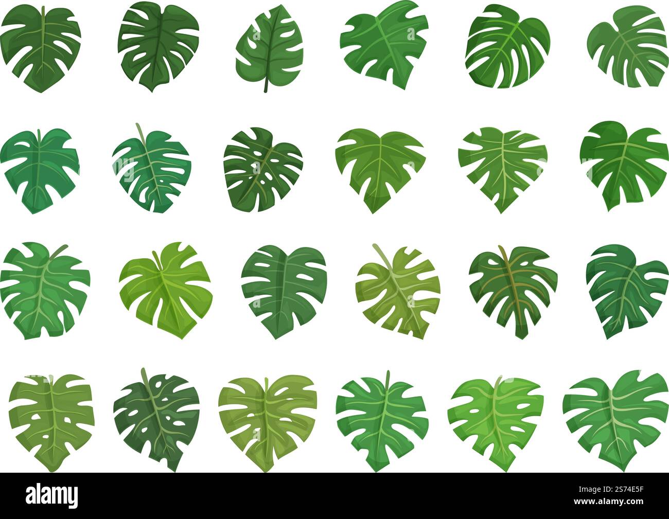 Monstera icons set cartoon vector. Palm leaf. Exotic tree. Monstera ...