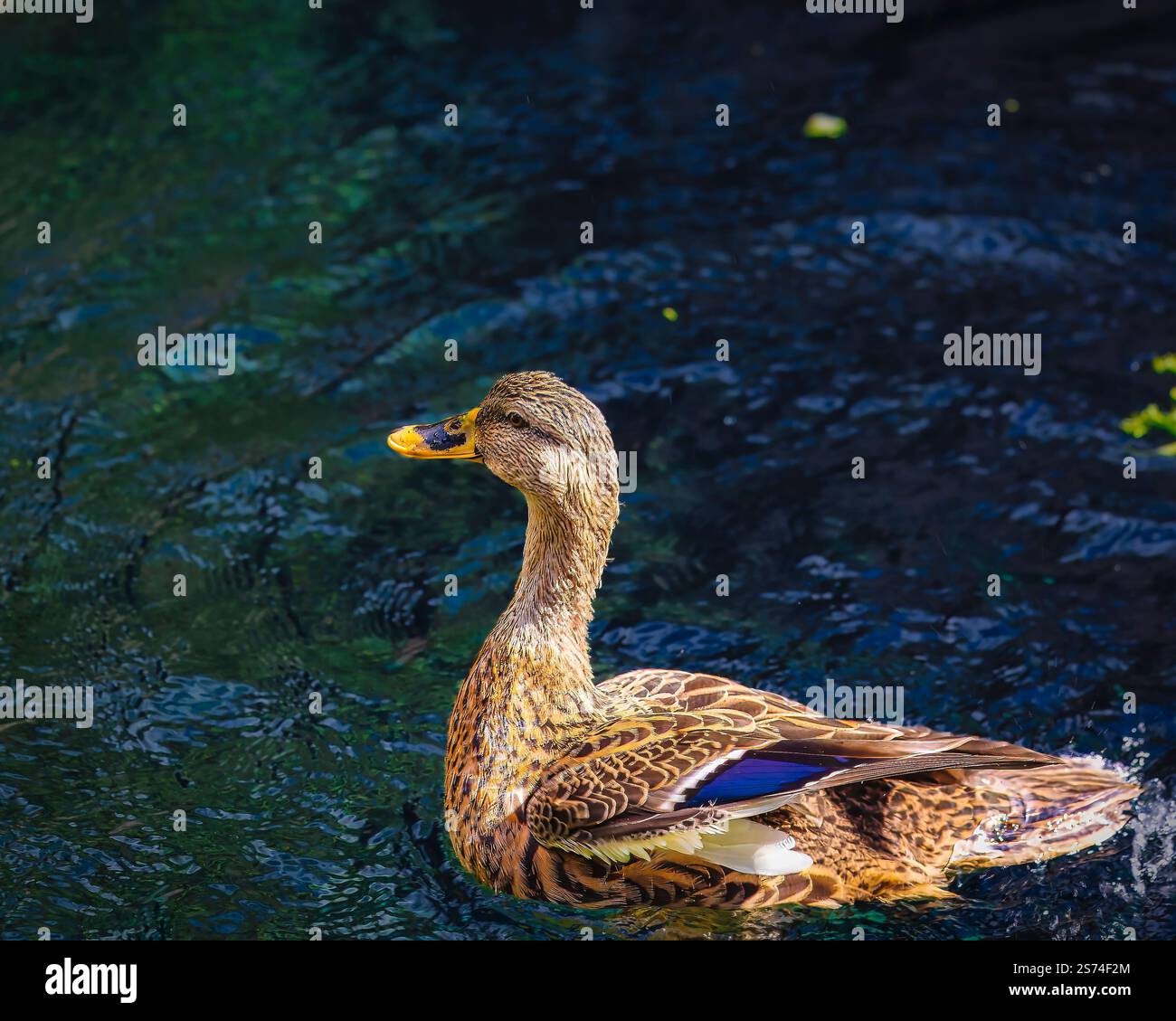 A Mallard is swimming in a body of water. The water is dark blue and ...