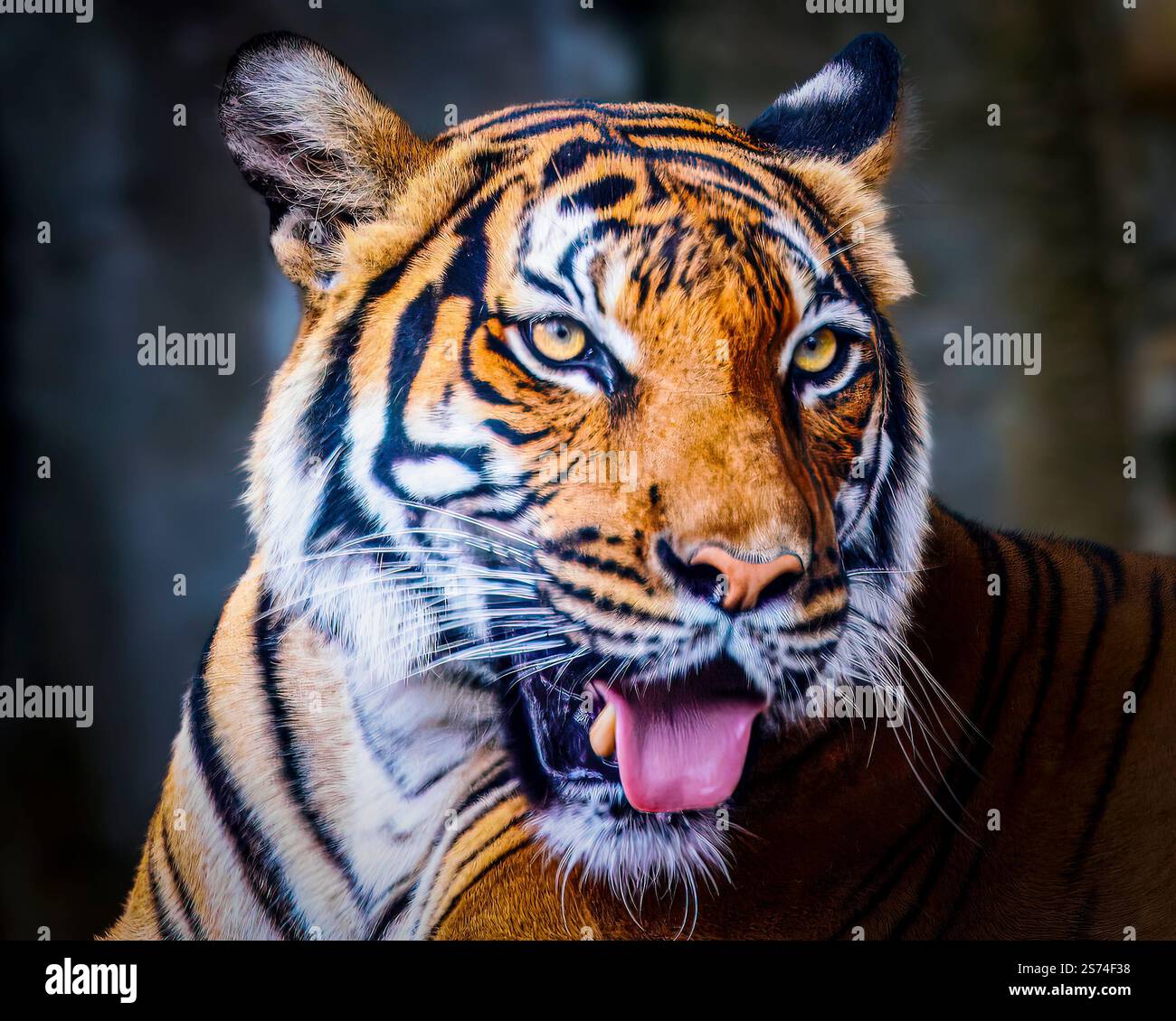 A Bengal tiger is shown with its mouth open and tongue hanging out. The ...