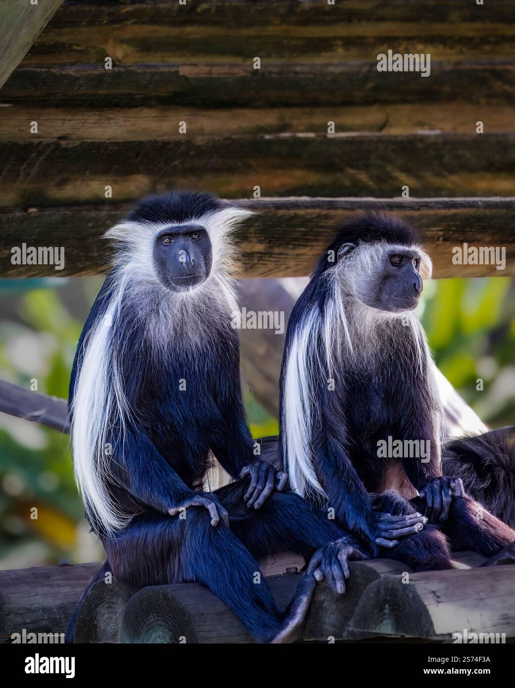 Two Angola colobus sitting on a log, one of them has a white stripe on ...
