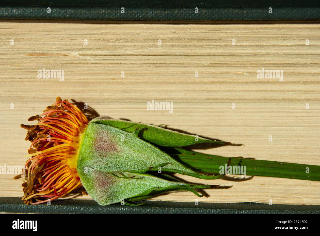 Dry flower stem without petals placed before open book pages Stock ...