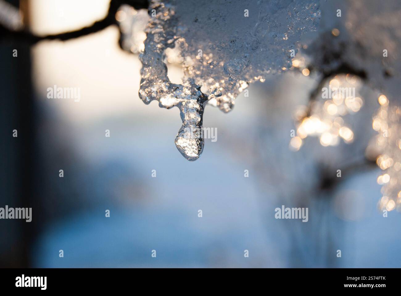 Stunning winter sunset illuminating a branch with an icy water droplet ...