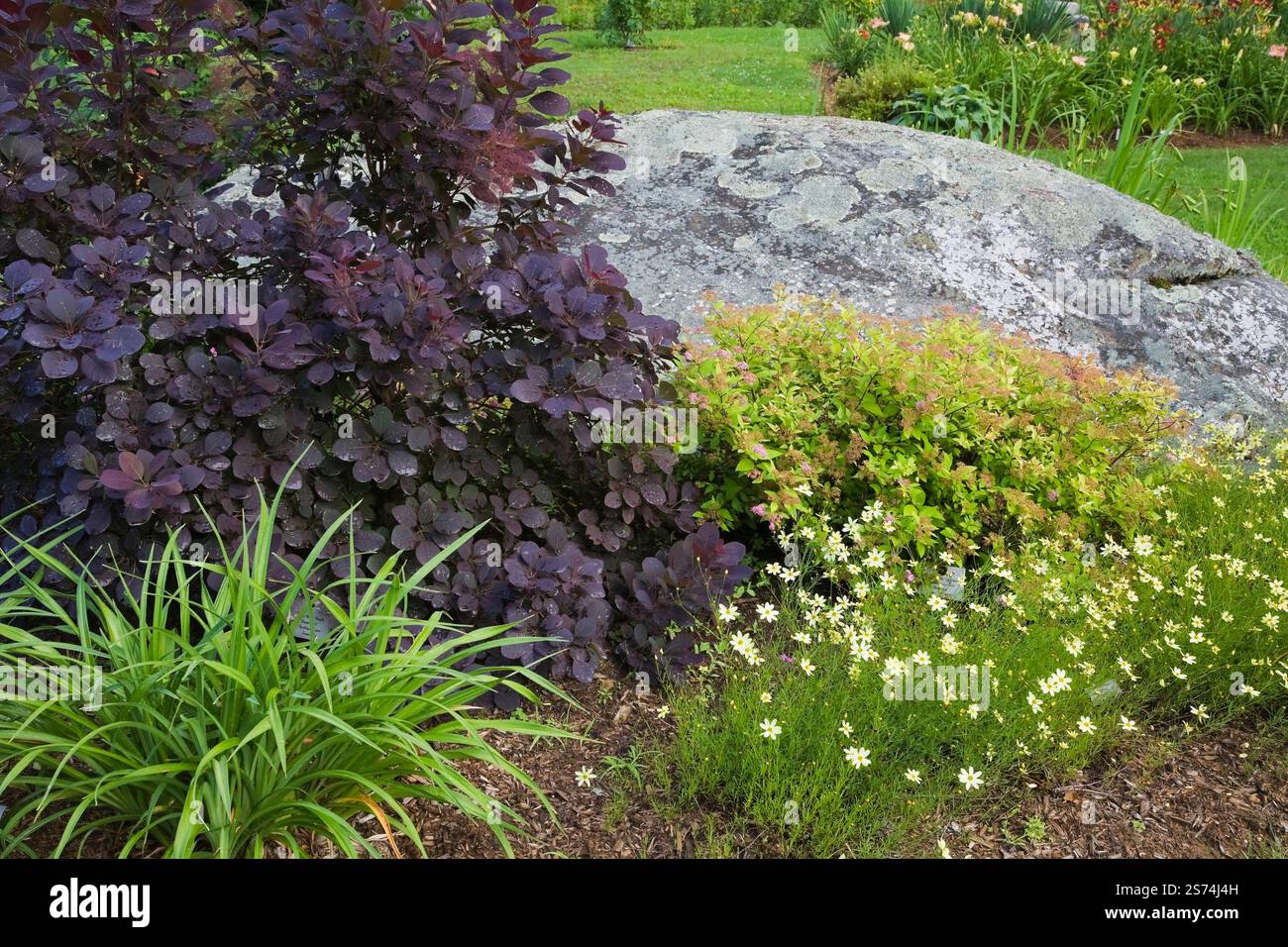 Cotinus 'Royal purple' - Smoke Tree and Spiraea x bumalda 'Goldmound ...